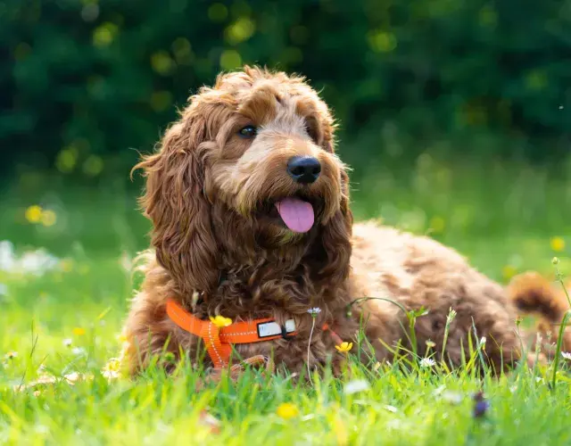 ¿Cuál es la raza y el nombre de los perros de la Patrulla Canina? | Patas en Casa